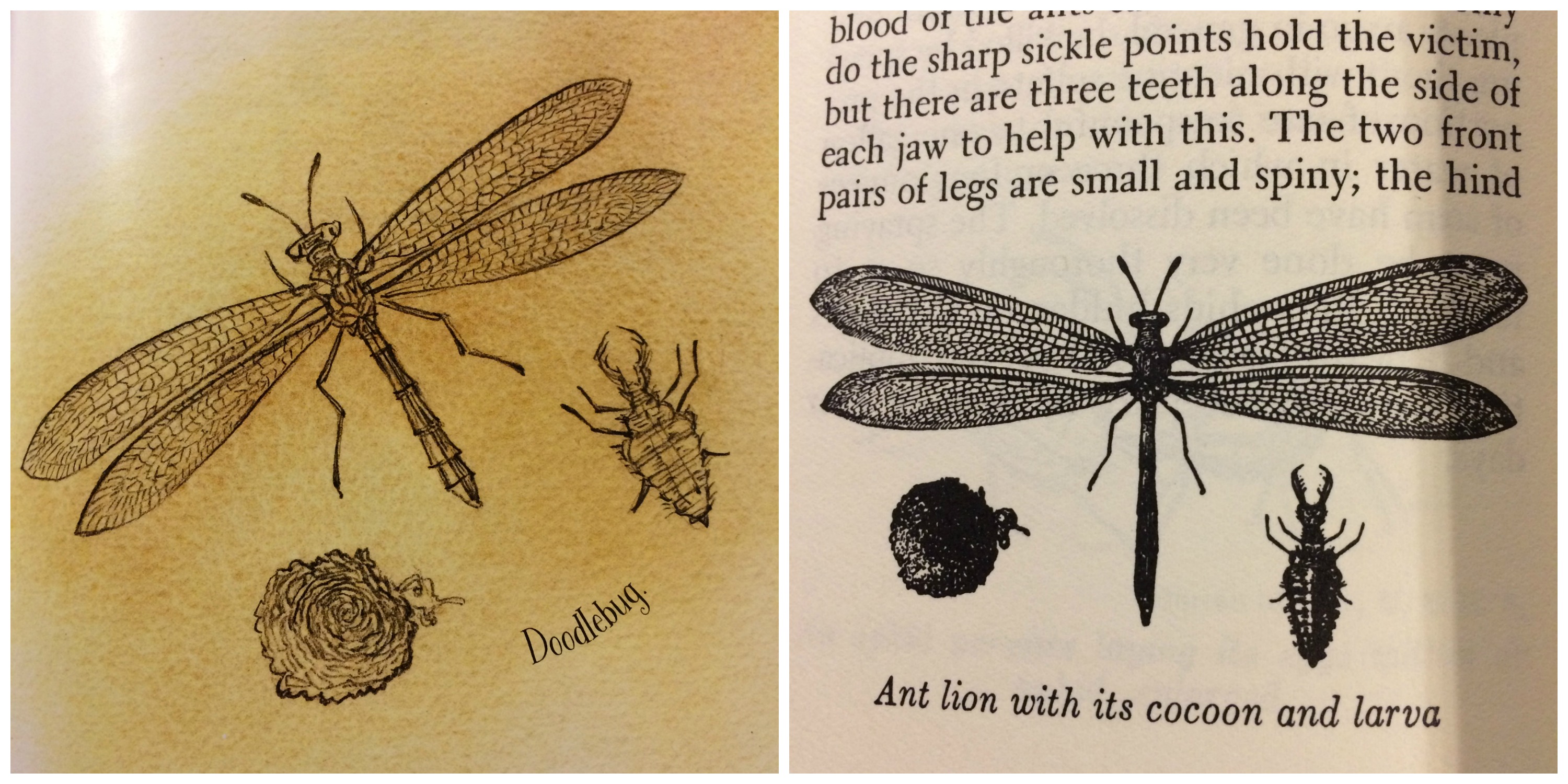 Review: Out Of School And Into Nature: The Anna Comstock Story ...